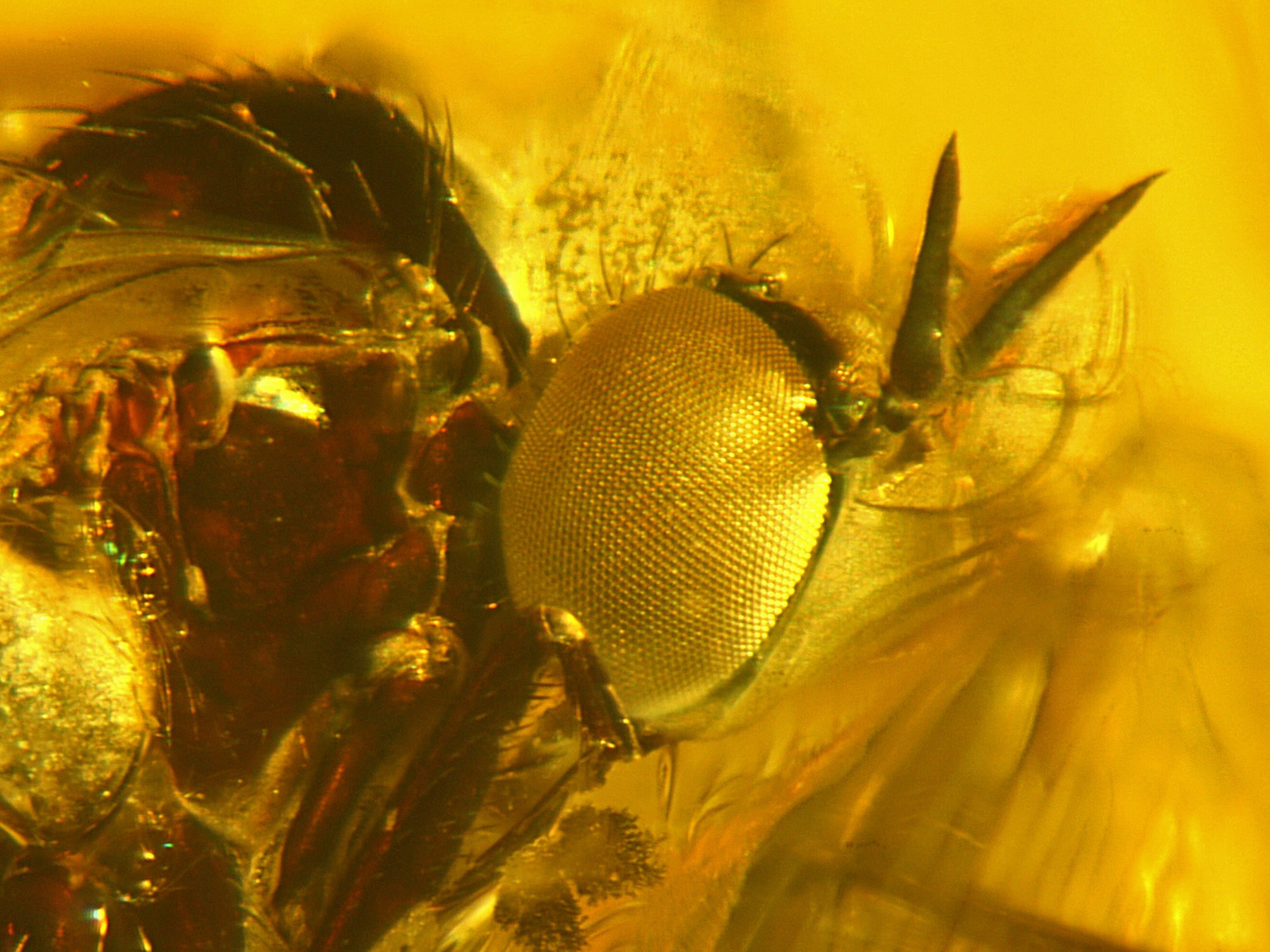 Cinco nuevas especies de insectos en Perú - Ciencia - sevilla.abc.es